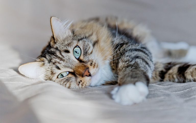 Giardien bei Hund und Katze erkennen, behandeln und vorbeugen
